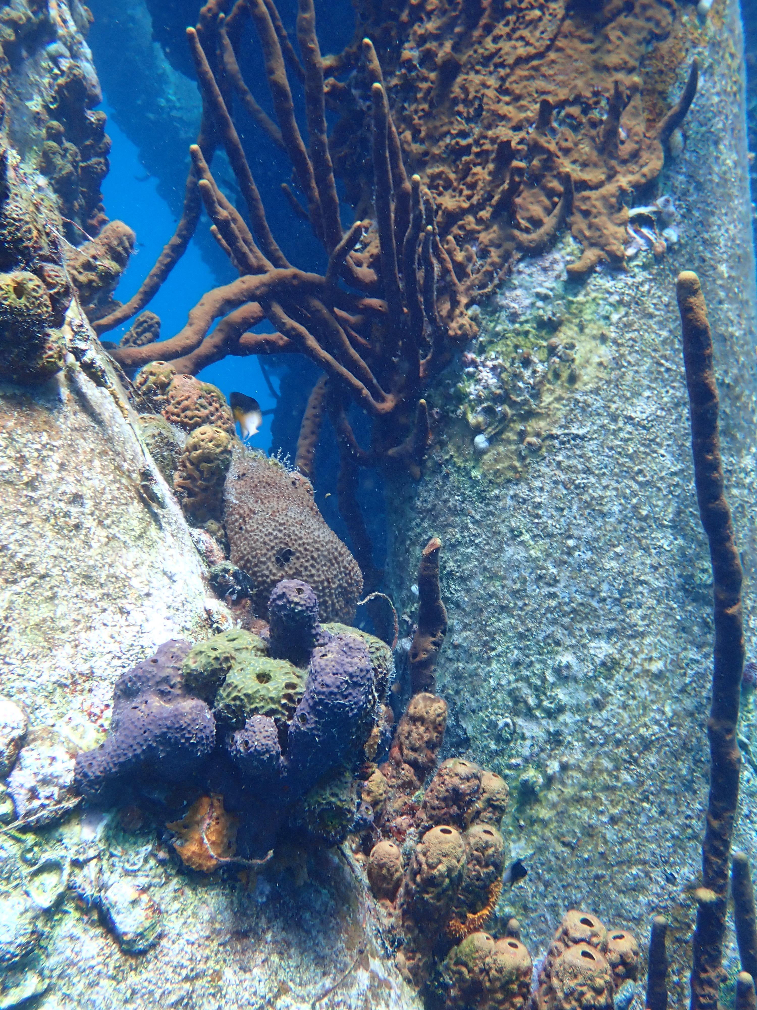 Bonaire 2025. Salt Pier – Snorkeling Adventures